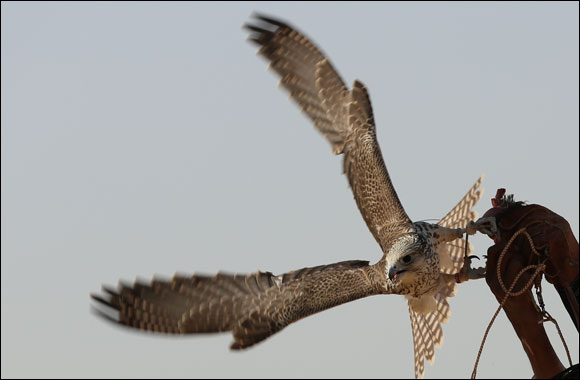 Fazza Championships for Falconry Holds the Shaheen Races